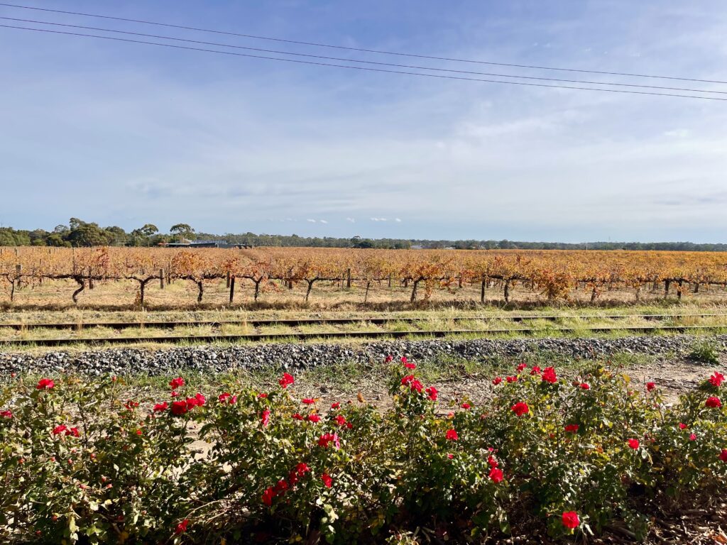 A Perfect Barossa Valley Weekend (with maps!) - The Lens Cap Chronicles